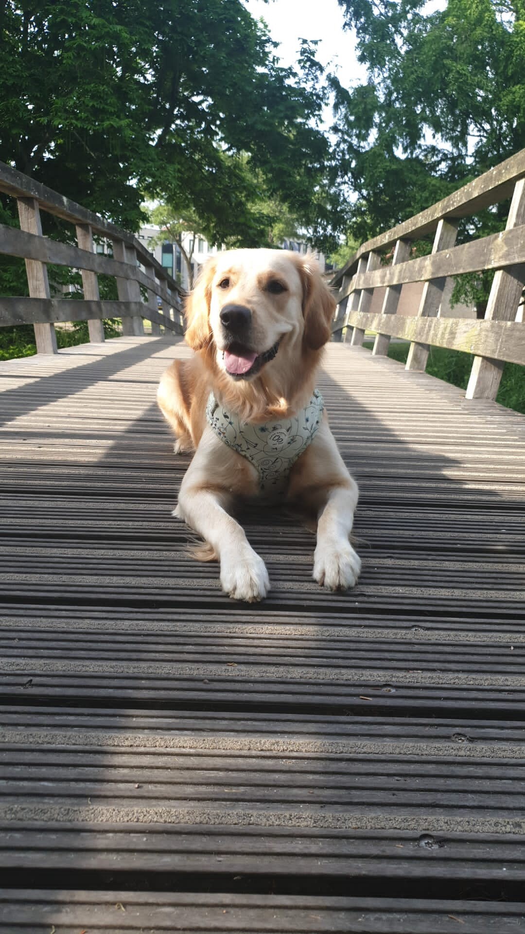 SECRET DOG DEN Dog Harness No Pull Mesh Harness Soft Durableadjustable ...