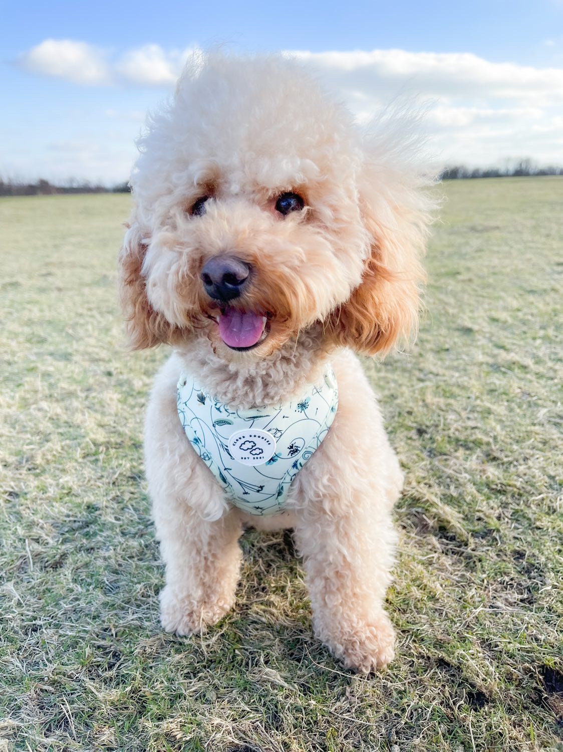 SECRET DOG DEN Dog Harness No Pull Mesh Harness Soft Durableadjustable ...