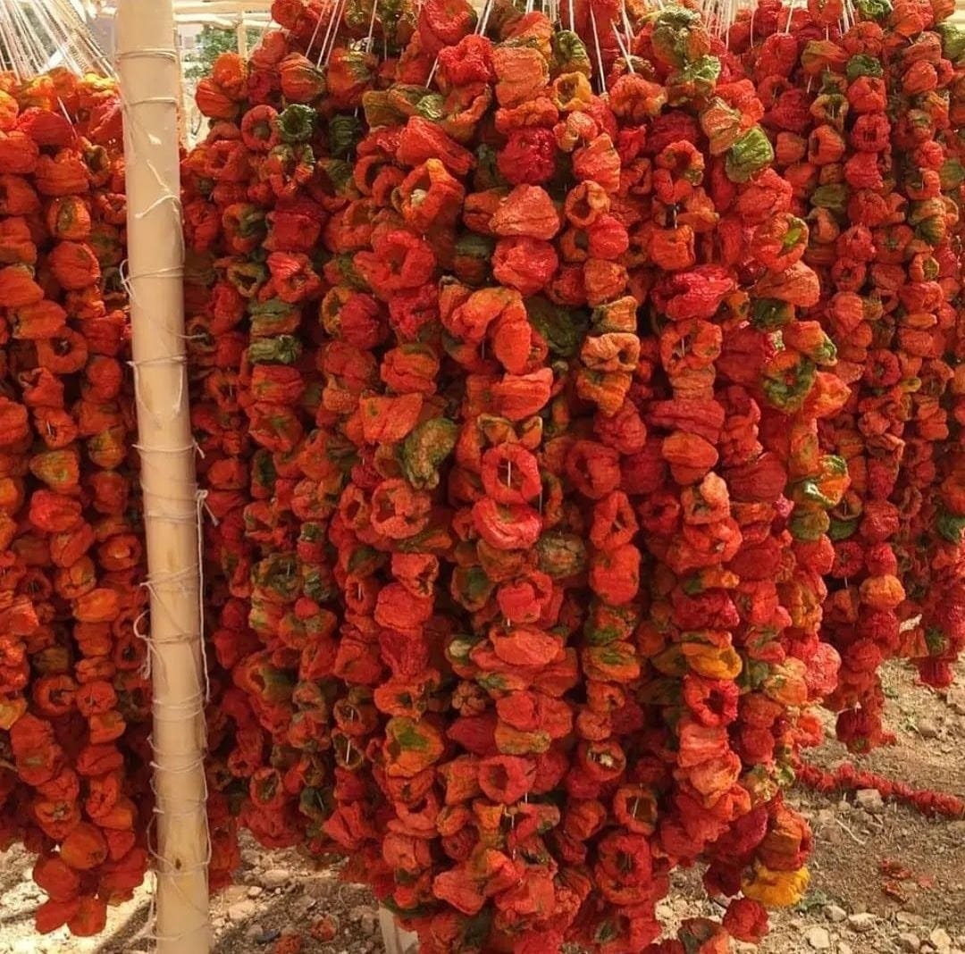 Dried Stuffed Bell Peppers Turkish Cuisine Turkish Dolma - Etsy