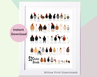 Chicken Body Condition Score Chart Chickens 101 Caring for Chickens ...