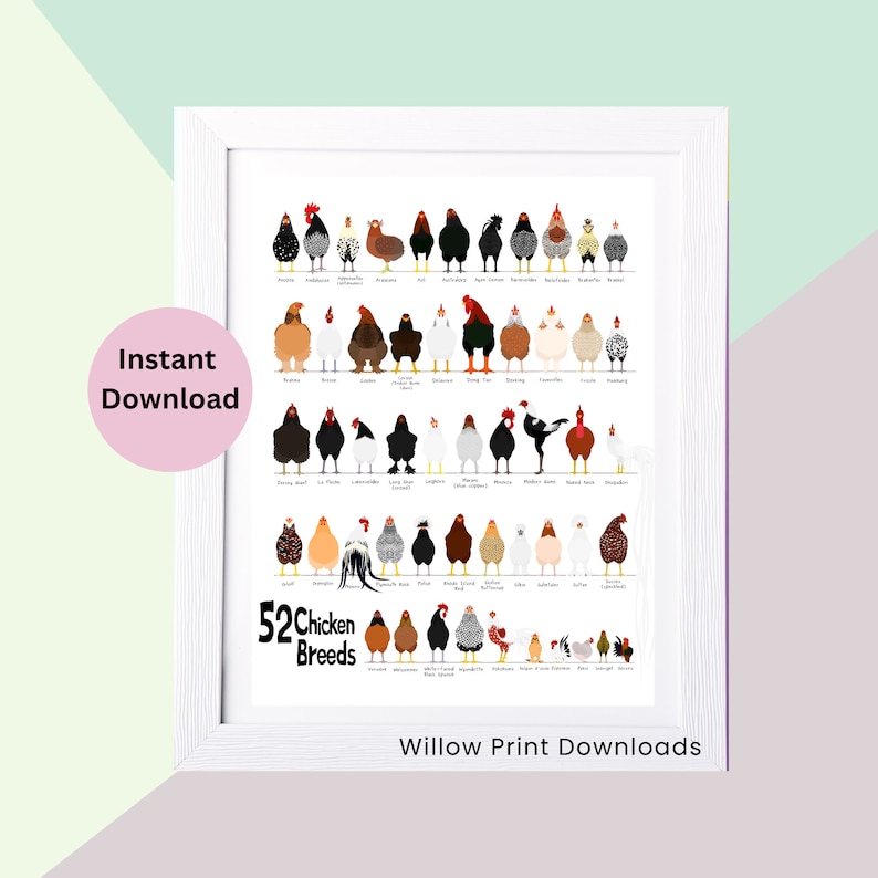 Chicken Breeds Print, INSTANT DOWNLOAD, Chicken Types Print, Chicken ...