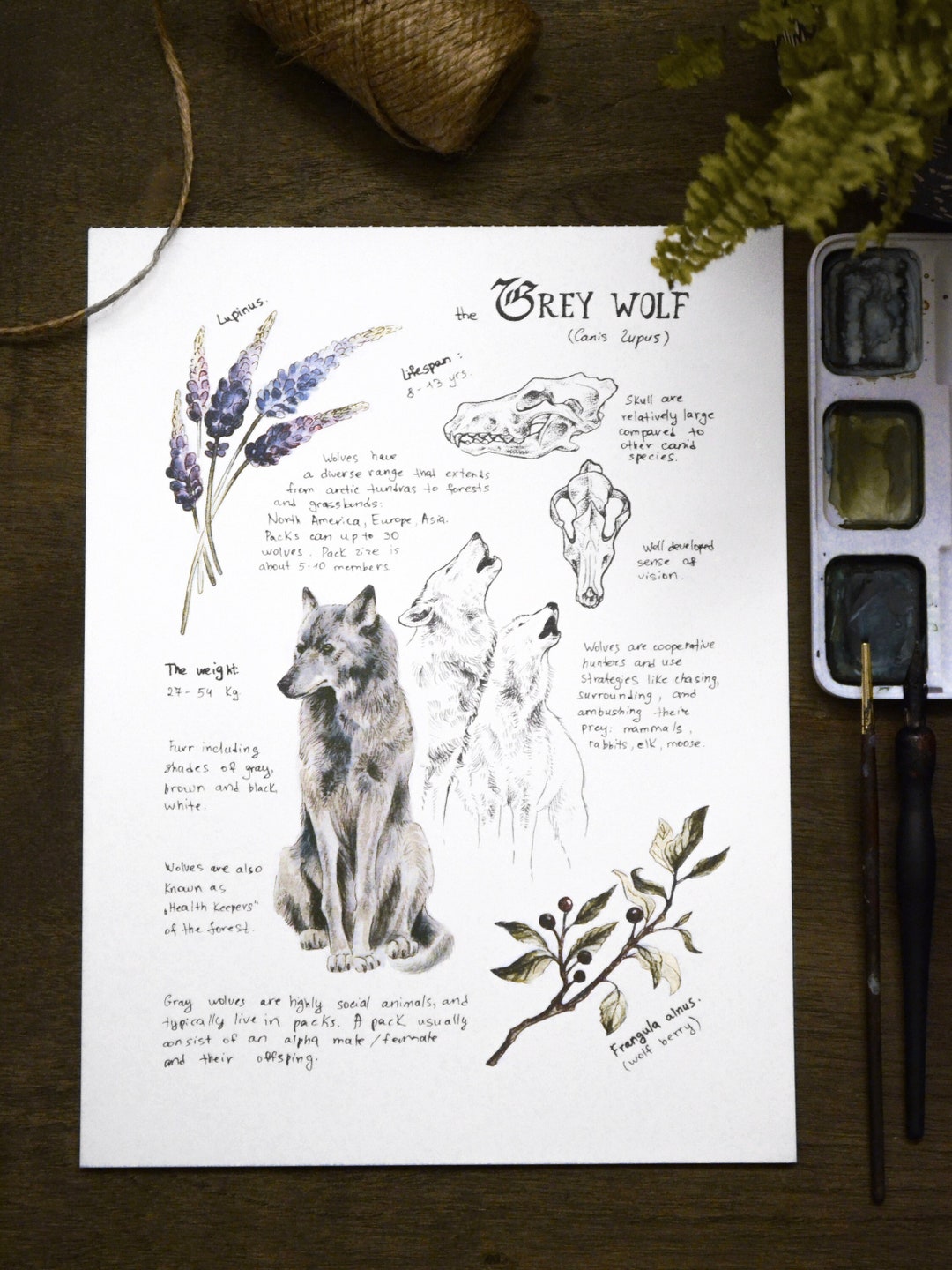 Natural Study Grey Wolf canis Lupus Watercolor Art Print - Etsy