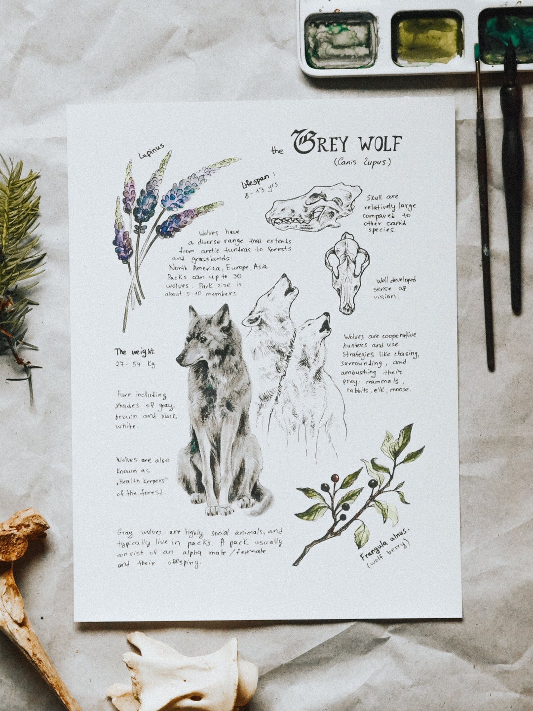 Natural Study - Grey Wolf (canis Lupus), Watercolor Art Print - Etsy