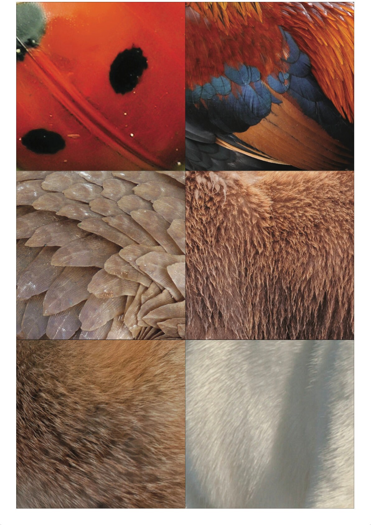 Printable Montessori Matching Game - Gioco Stampabile Montessori Di ...