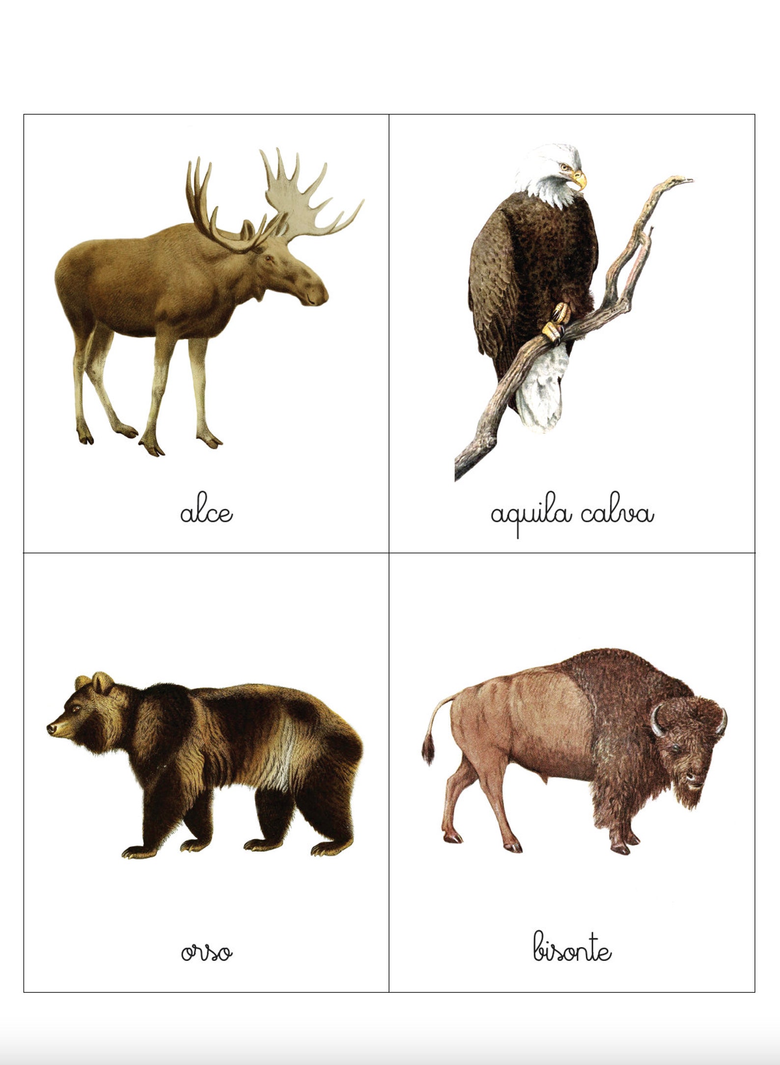 Printable Montessori Set Animals of the World Set Stampabile Montessori ...