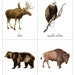 Printable Montessori Set Animals of the World Set Stampabile Montessori ...