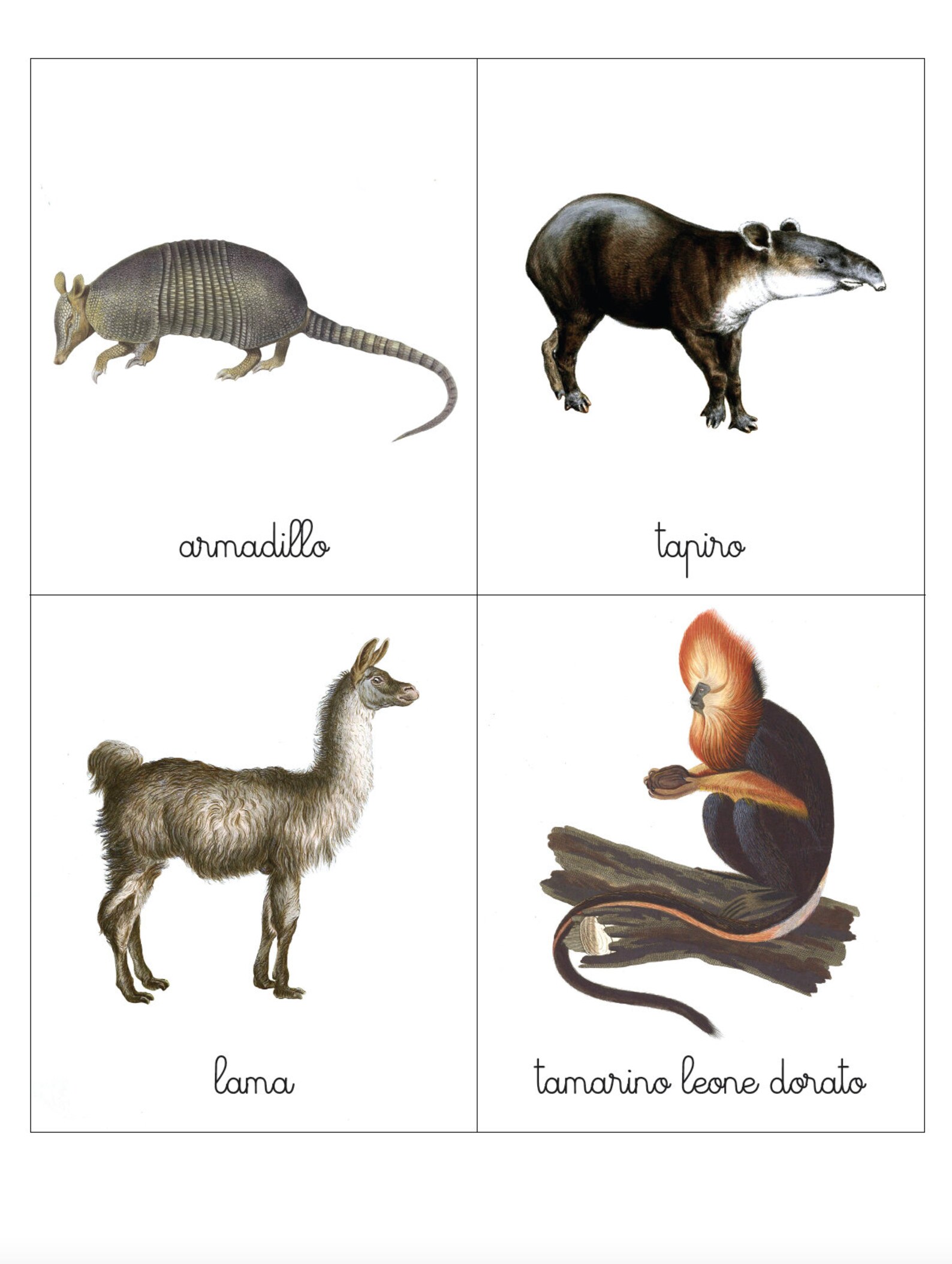 Printable Montessori Set Animals of the World Set Stampabile Montessori ...