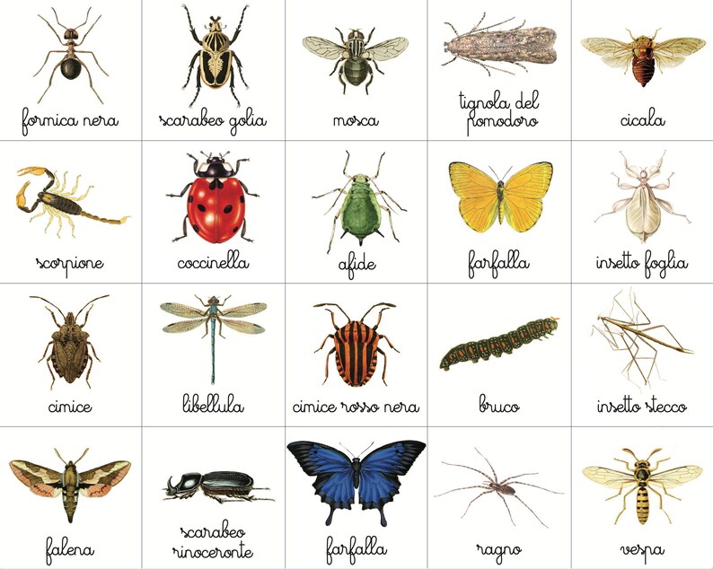 Printable Bugs Bingo - Tombola Degli Insetti - Etsy