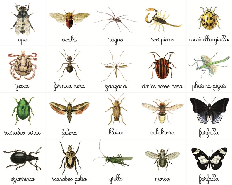 Printable Bugs Bingo - Tombola Degli Insetti - Etsy