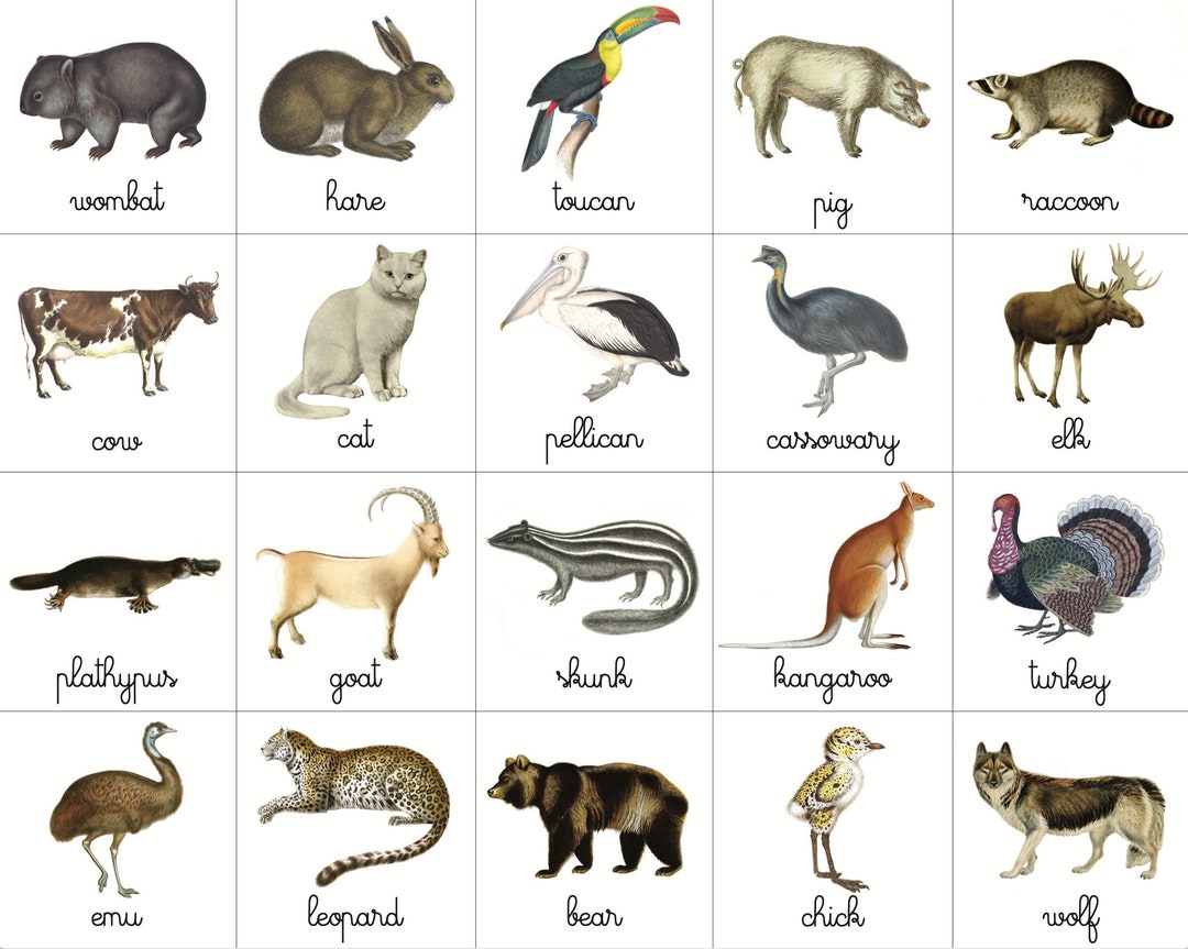 Printable Bingo - Animals of the World - Etsy