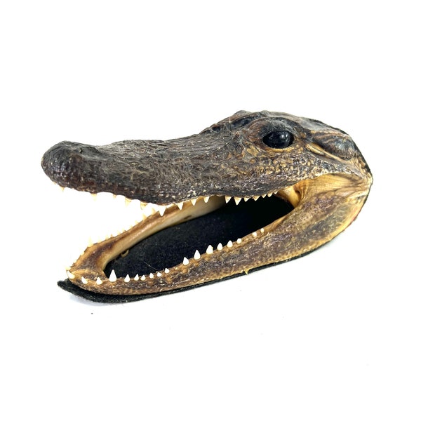 Alligator Heads - Etsy