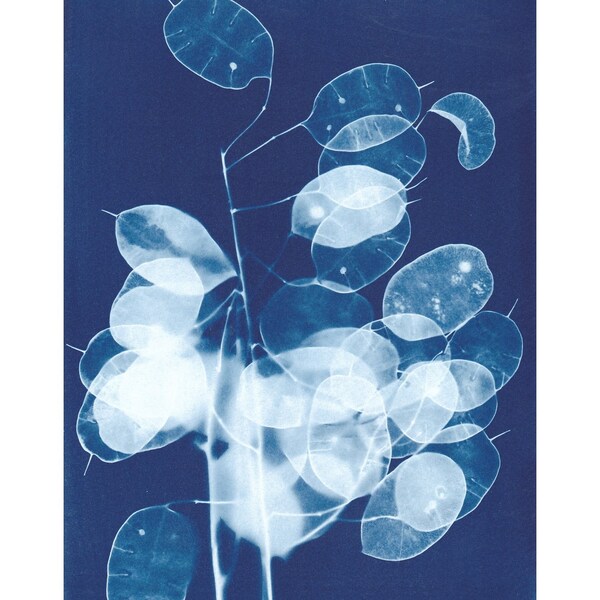 Cyanotype Print Original - Etsy