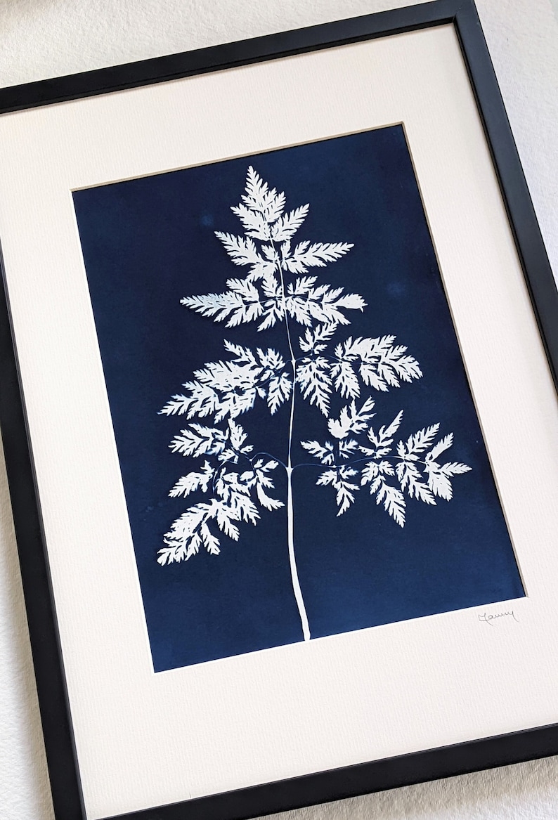 Cyanotype of Queen Anne's Lace or Wild Carrot Leaves. Original Handmade ...