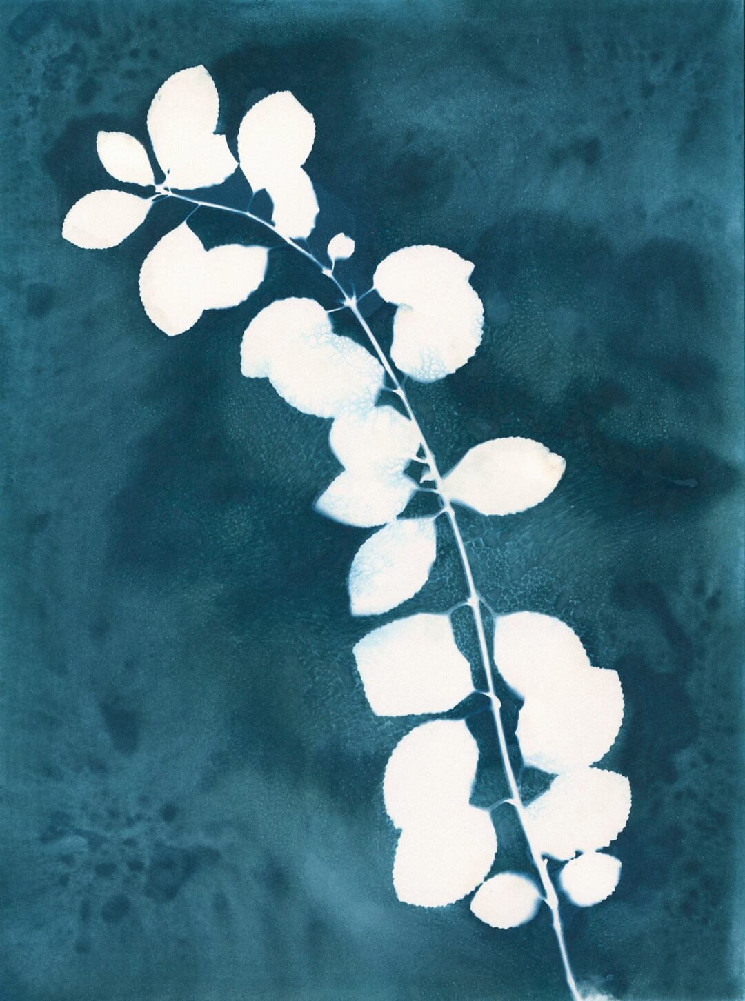 Original Wet Cyanotype of Japanese Spindle on Watercolour Paper. Size ...
