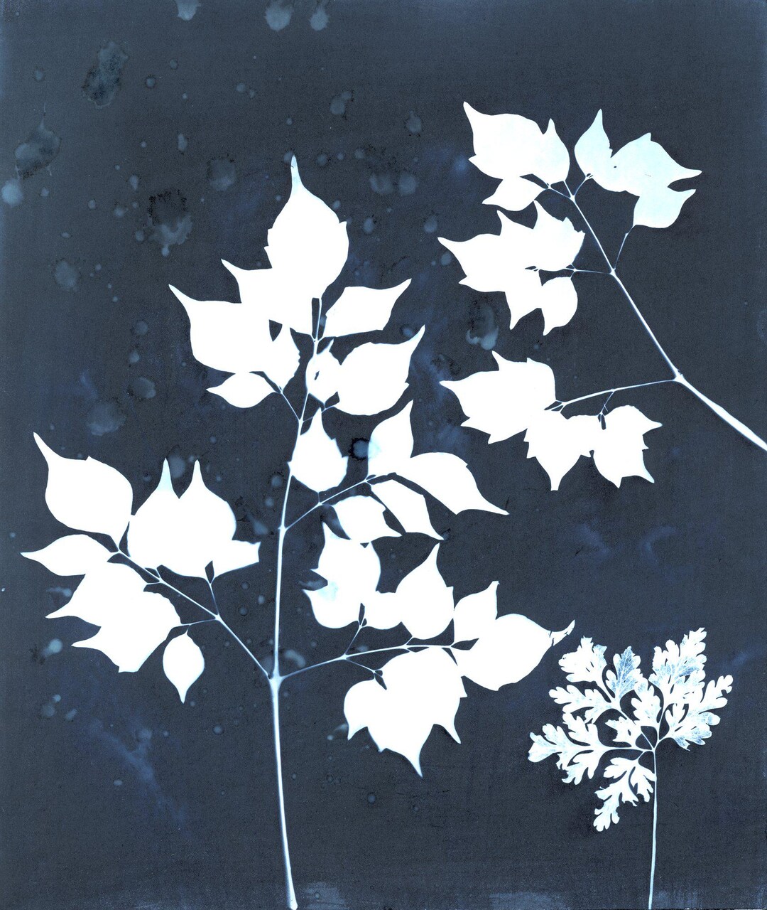 Original Wet Cyanotype of Emerald Tree and Herb Robert on Hahnemuhle ...