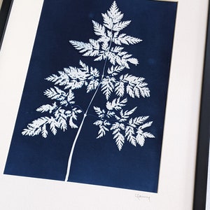 Cyanotype of Queen Anne's Lace or Wild Carrot Leaves. Original Handmade ...