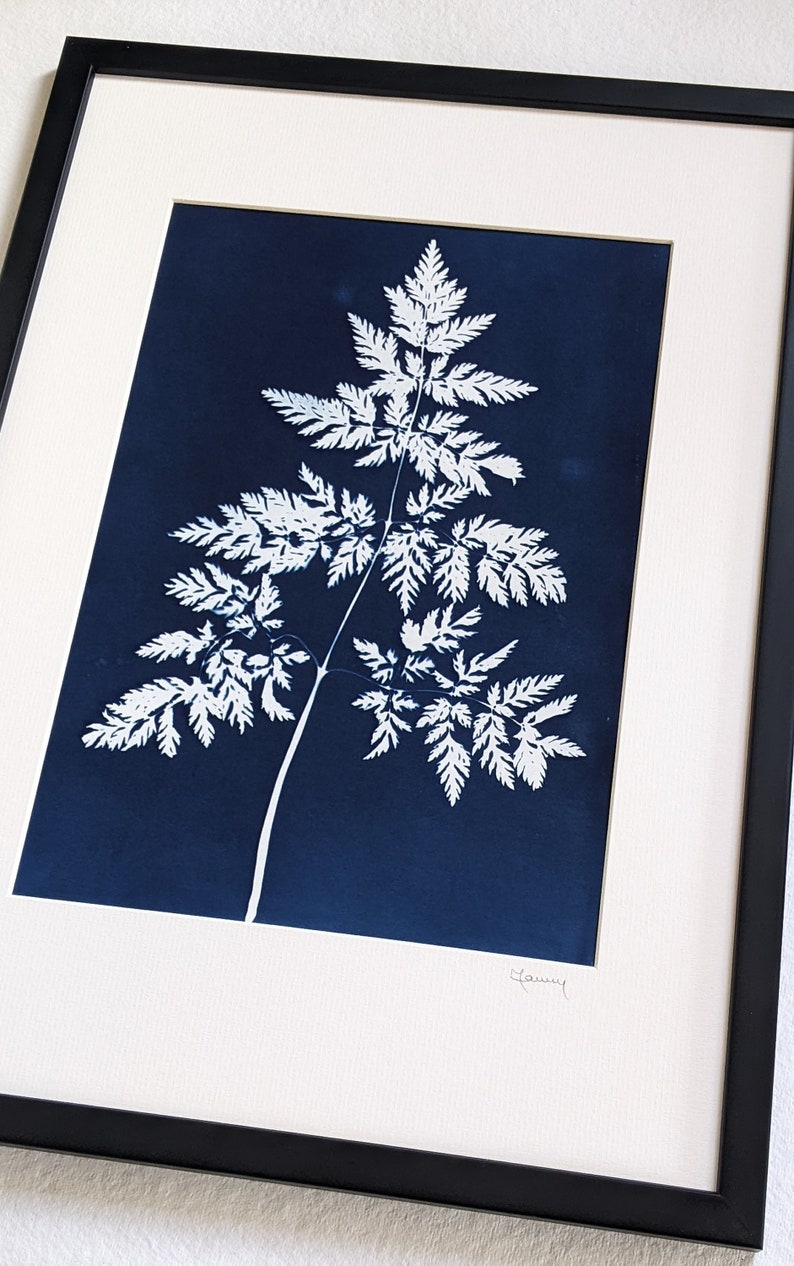 Cyanotype of Queen Anne's Lace or Wild Carrot Leaves. Original Handmade ...