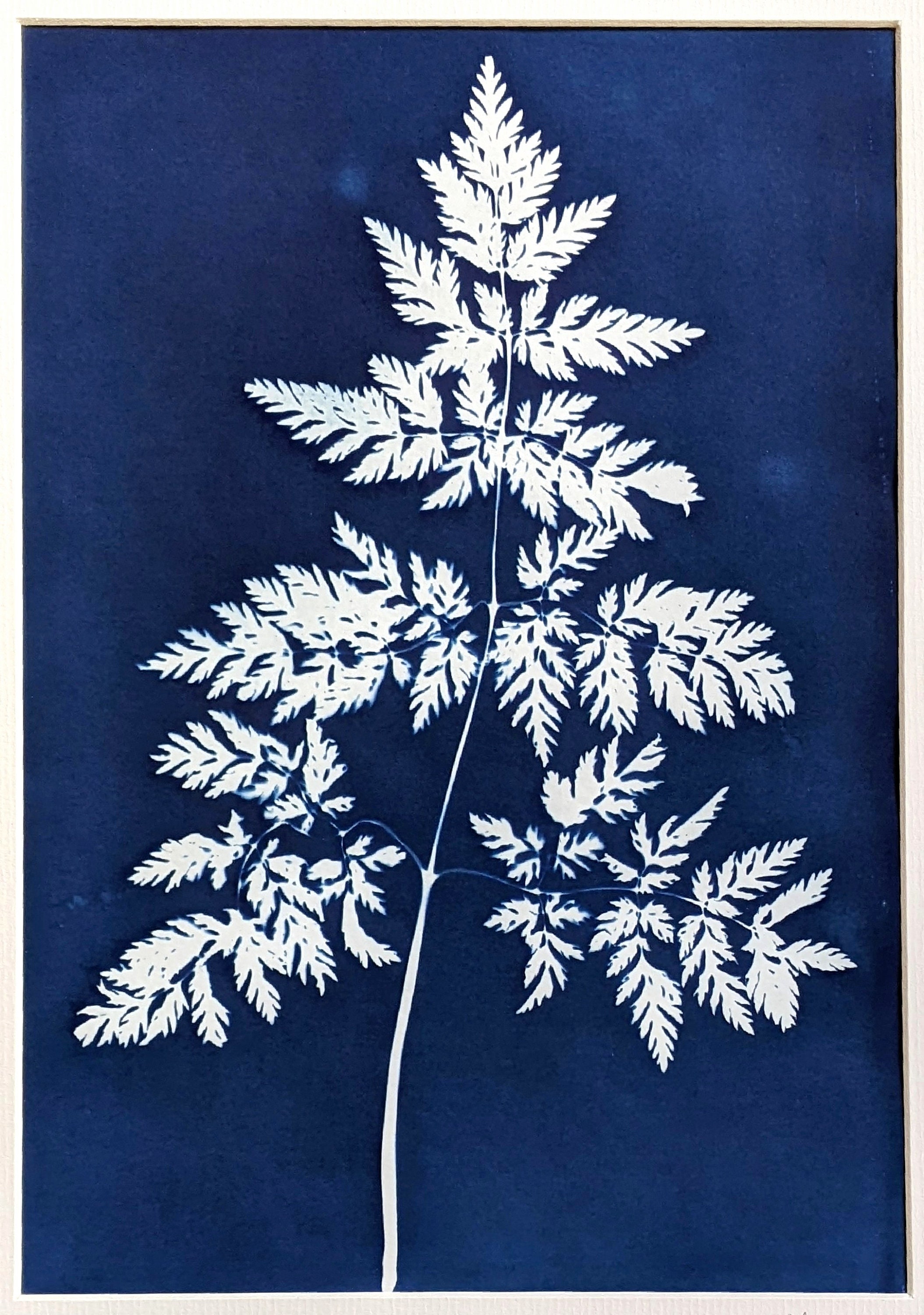 Cyanotype of Queen Anne's Lace or Wild Carrot Leaves. Original Handmade ...