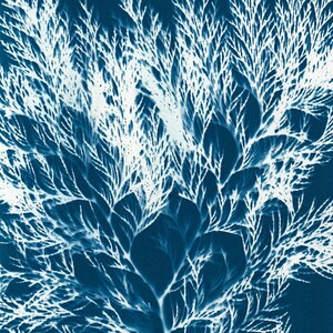 Cyanotype of Cedar. Original Art, Handmade Botanical Print With Garden ...