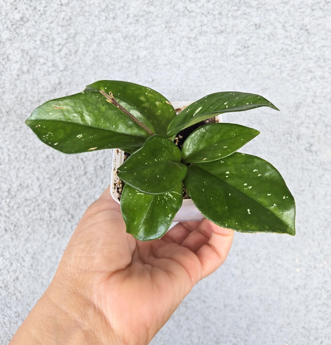 Hoya Carnosa ‘freckles Splash’ | Live Plant | 3-inch Pot - Etsy