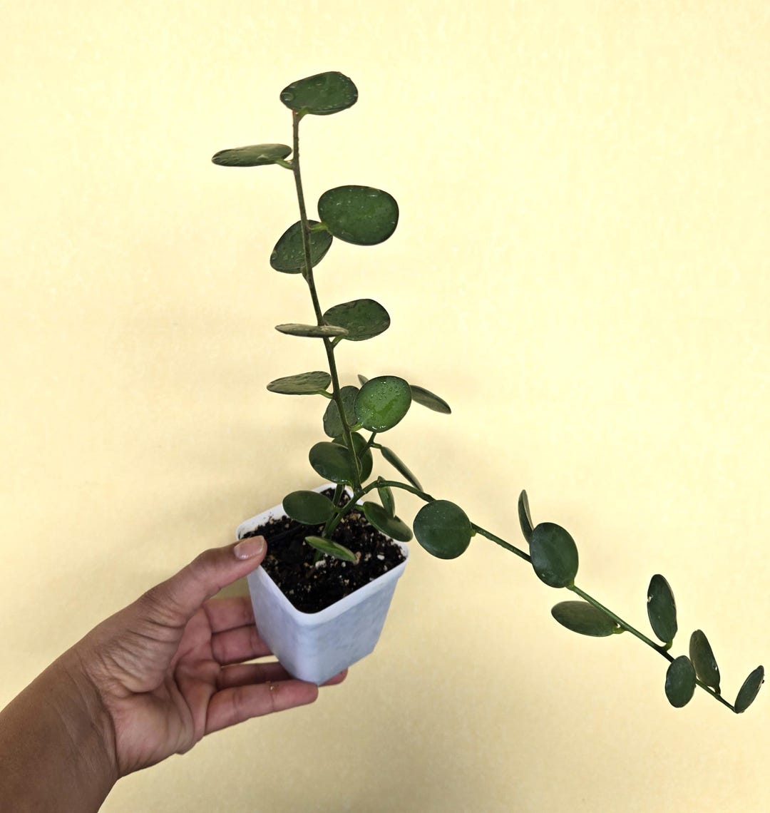 Silver Dollar Vine | String of Coins | Xerosicyos Danguyi | Live Plant ...