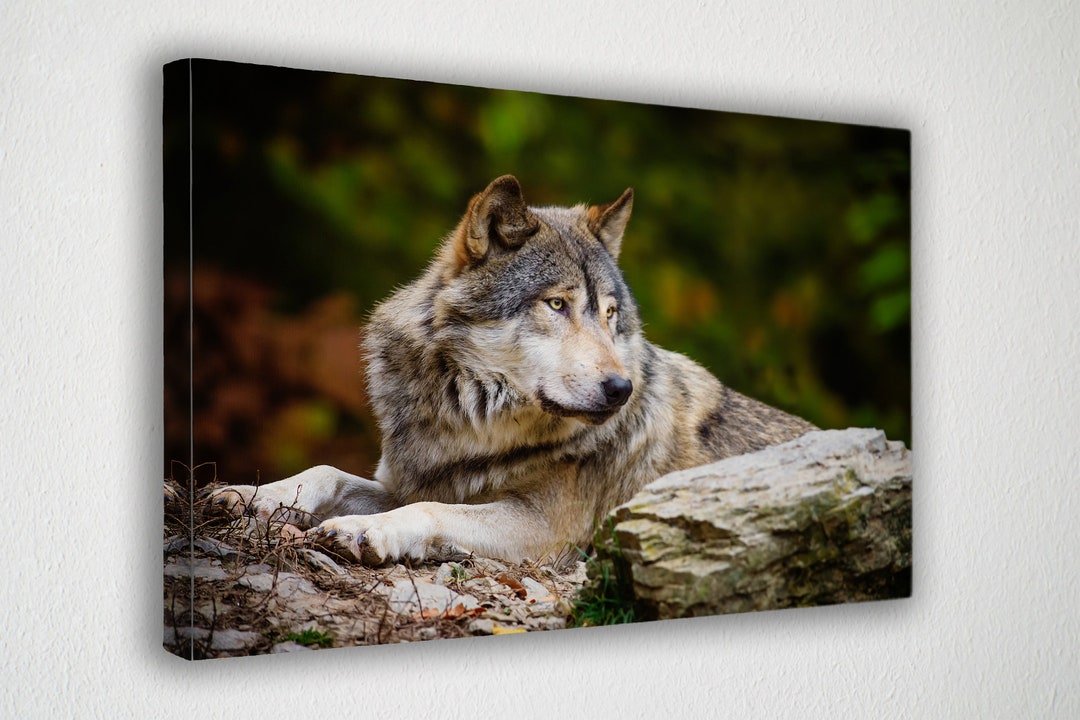 Noble Wolf, Canvas Wall Art Print | Poster Print Decor for Home ...