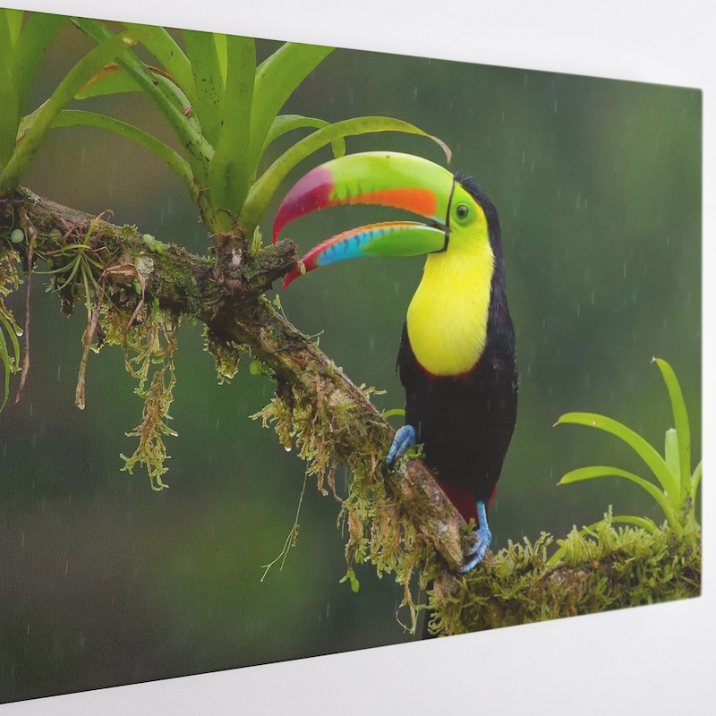 Toucan Poster - Etsy