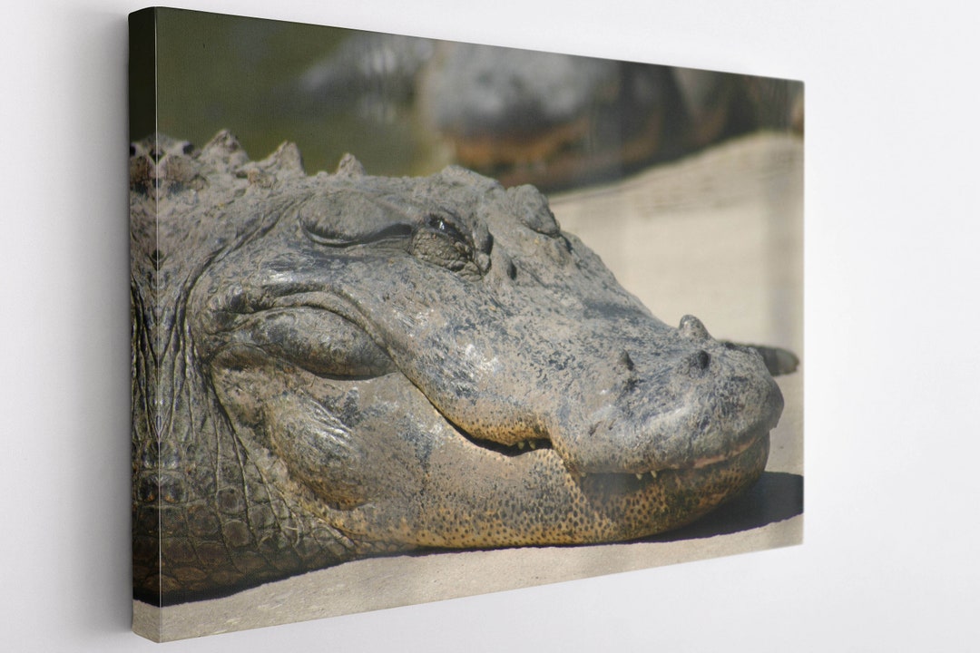 Wild Crocodile Canvas Wall Art Print | Poster Print Decor for Home ...