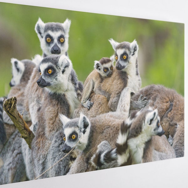 Lemur Print - Etsy