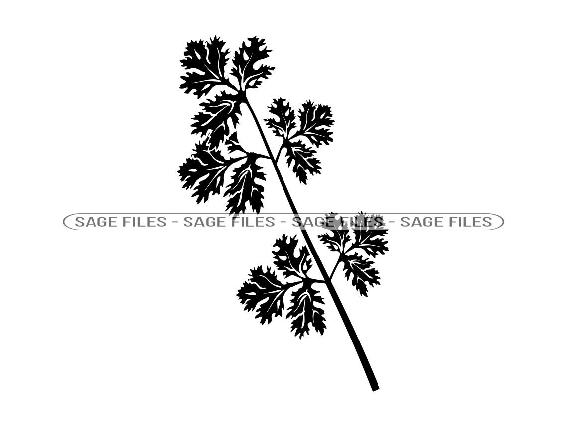 Cilantro SVG Herb Svg Vegetable Svg Cilantro Clipart - Etsy