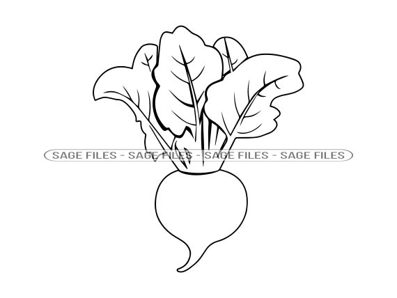 Beetroot Outline SVG Beetroot SVG Vegetable Svg Beetroot - Etsy