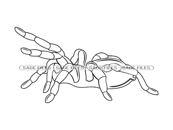 Tarantula Outline SVG Tarantula SVG Spider Svg Tarantula - Etsy UK