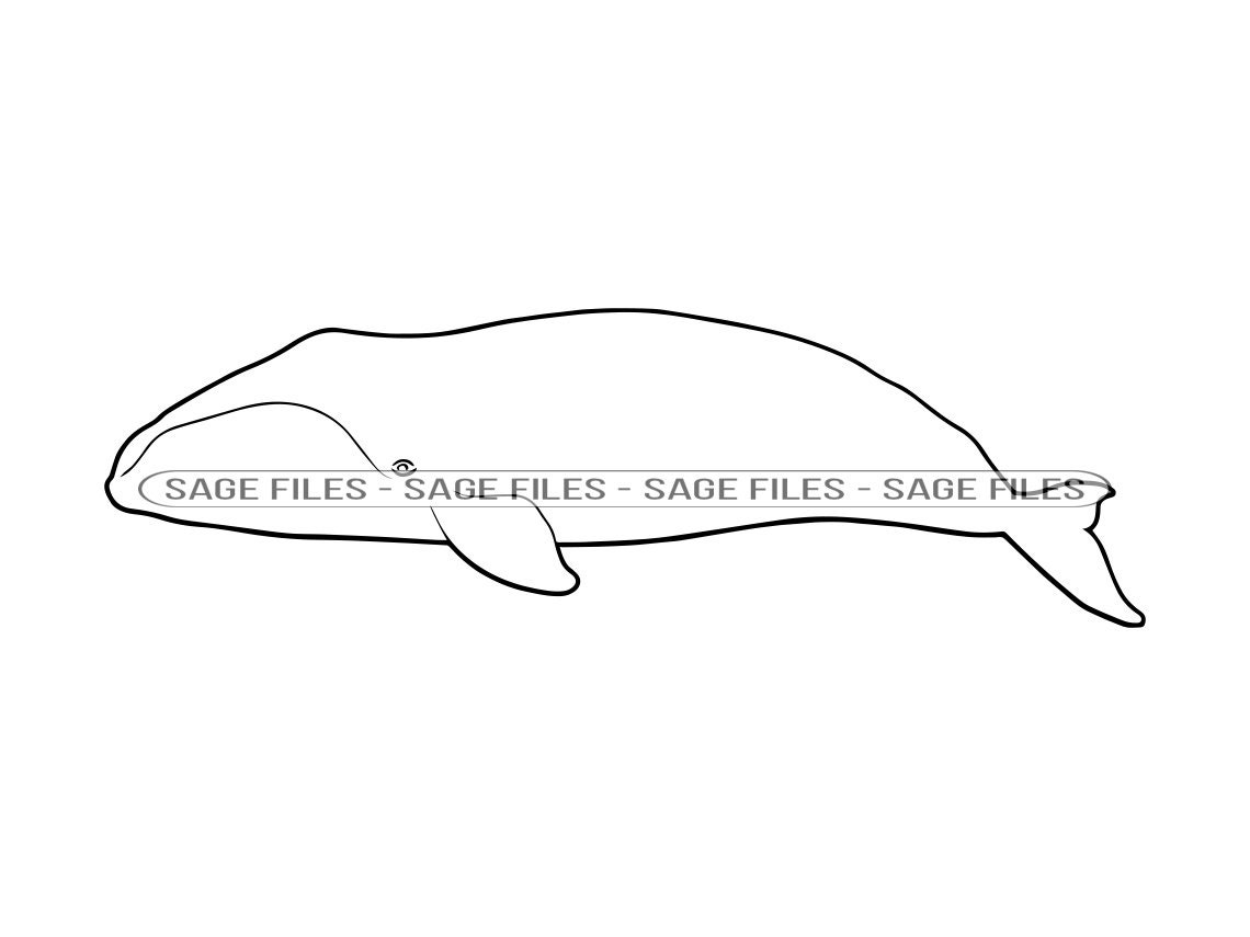 Wal Umriss Pattern Patternuniverse Whales Vorlagen Malvorlage Wal ...