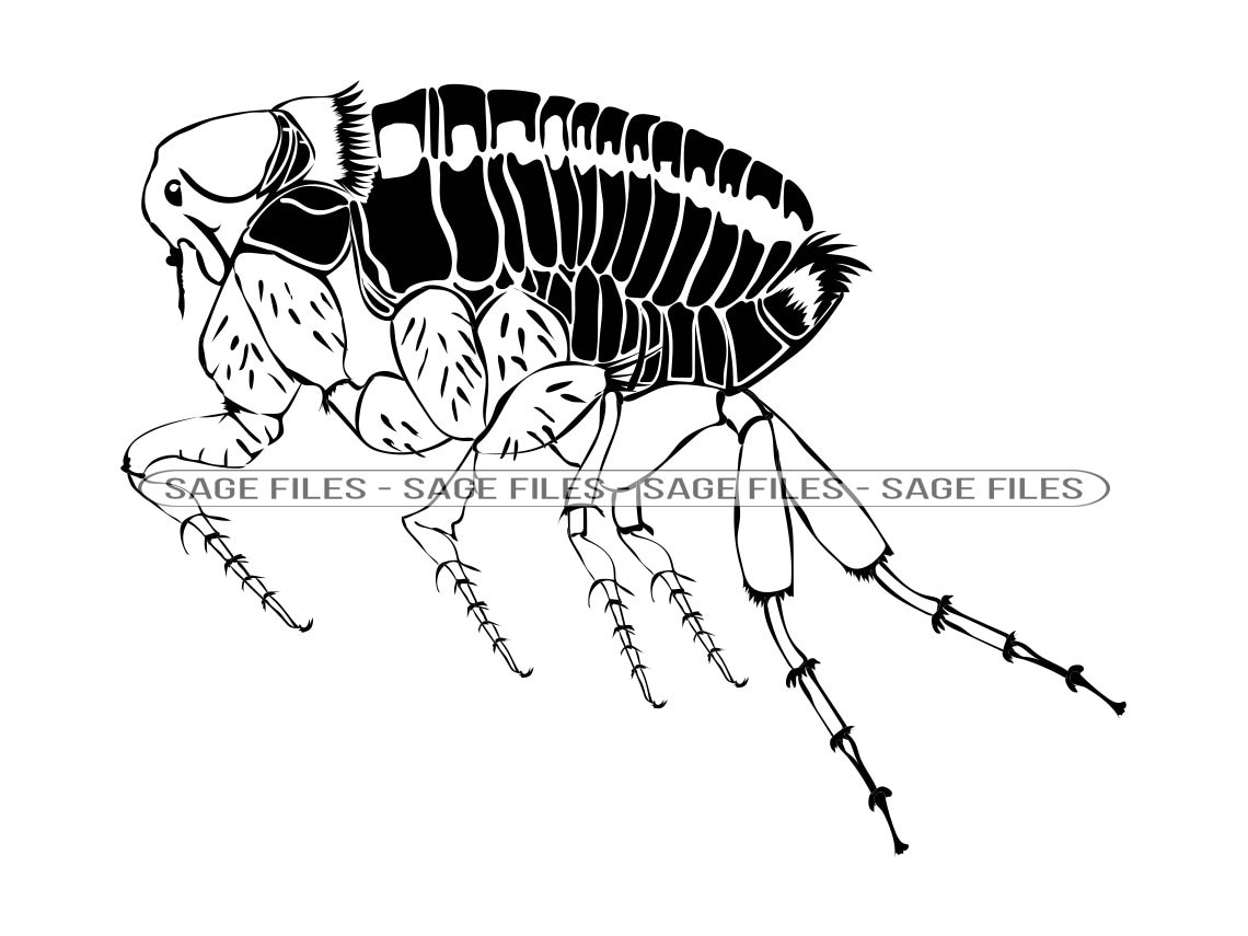 Flea Clipart