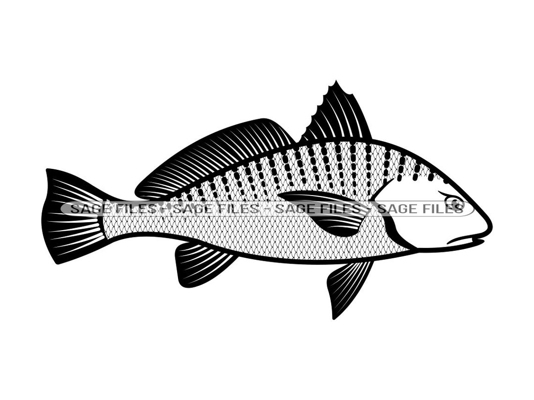 Atlantic Croaker SVG, Fishing Svg, Fish Svg, Fishing Clipart, Fishing ...