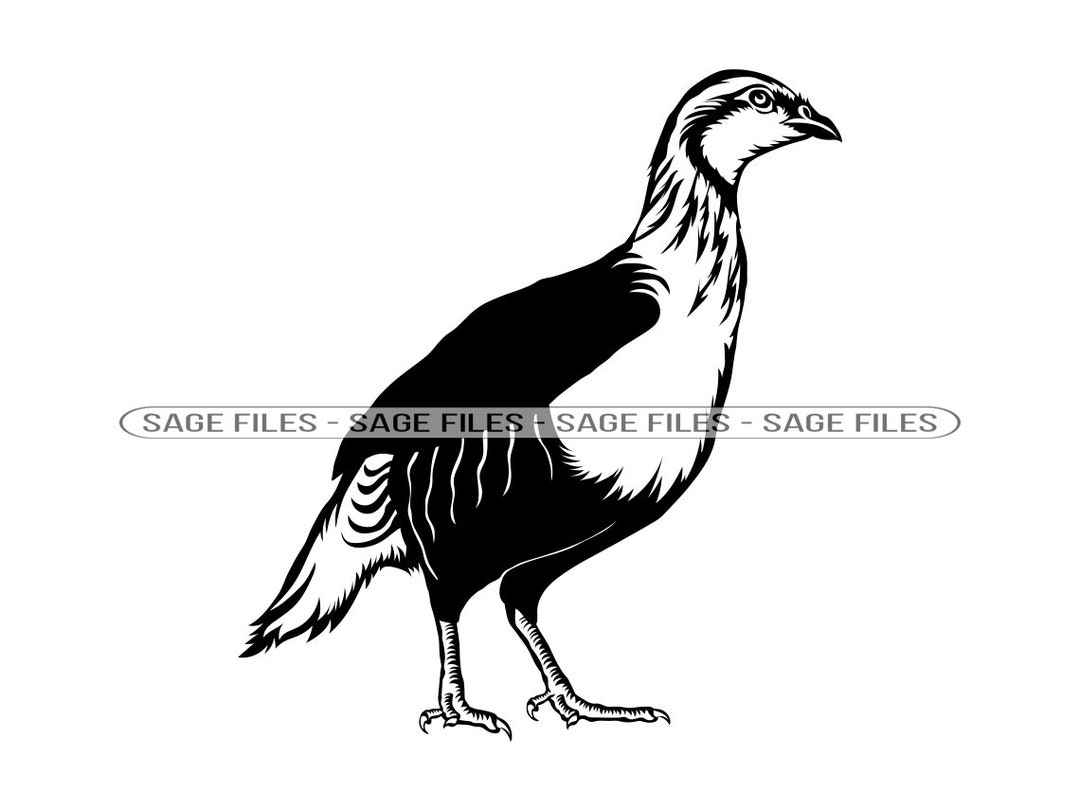 Partridge Bird Outline