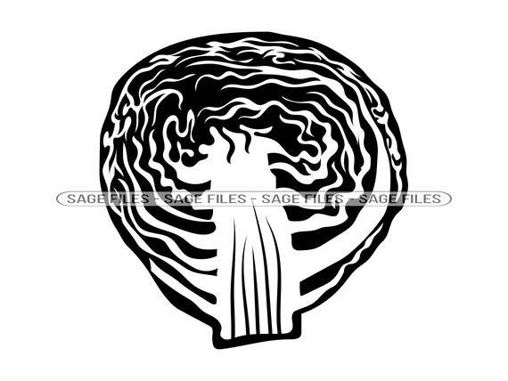Cabbage Svg Vegetable Svg Cabbage Clipart Cabbage Files for - Etsy