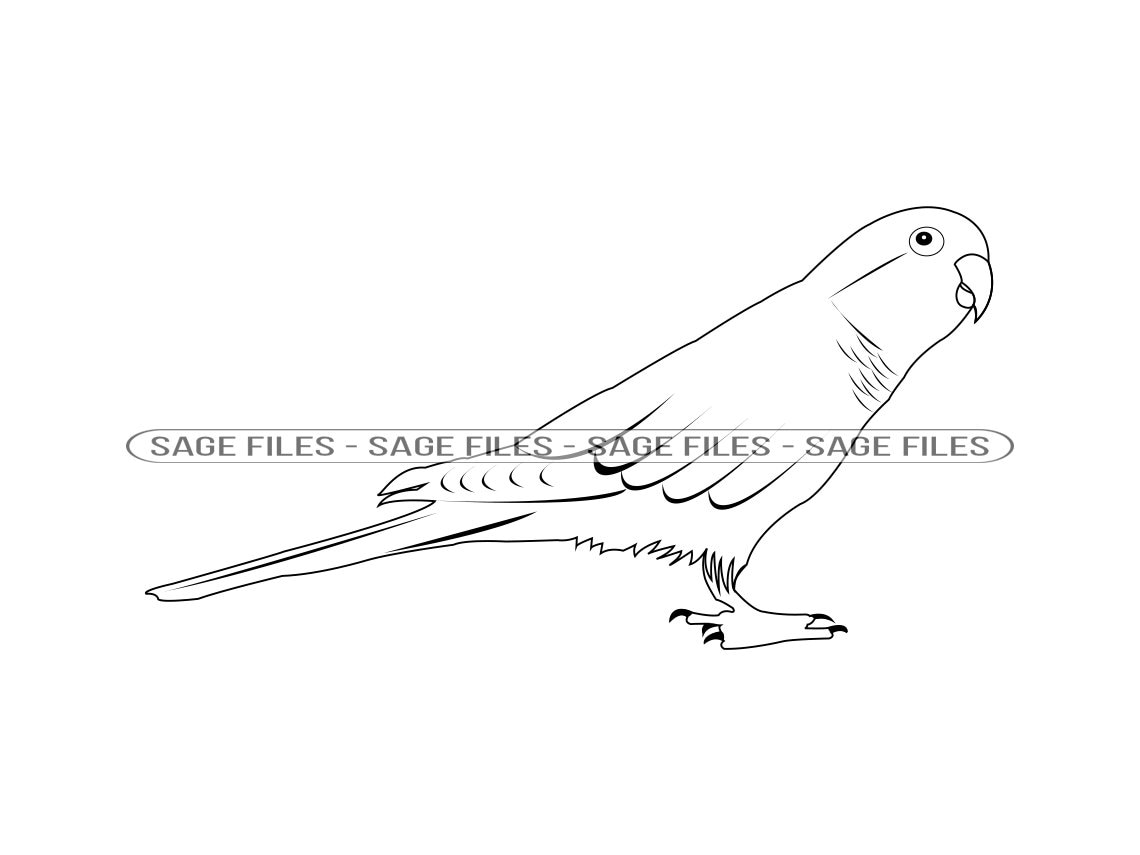 Parrot Outline Svg Parrot SVG Parrot Clipart Parrot Files - Etsy