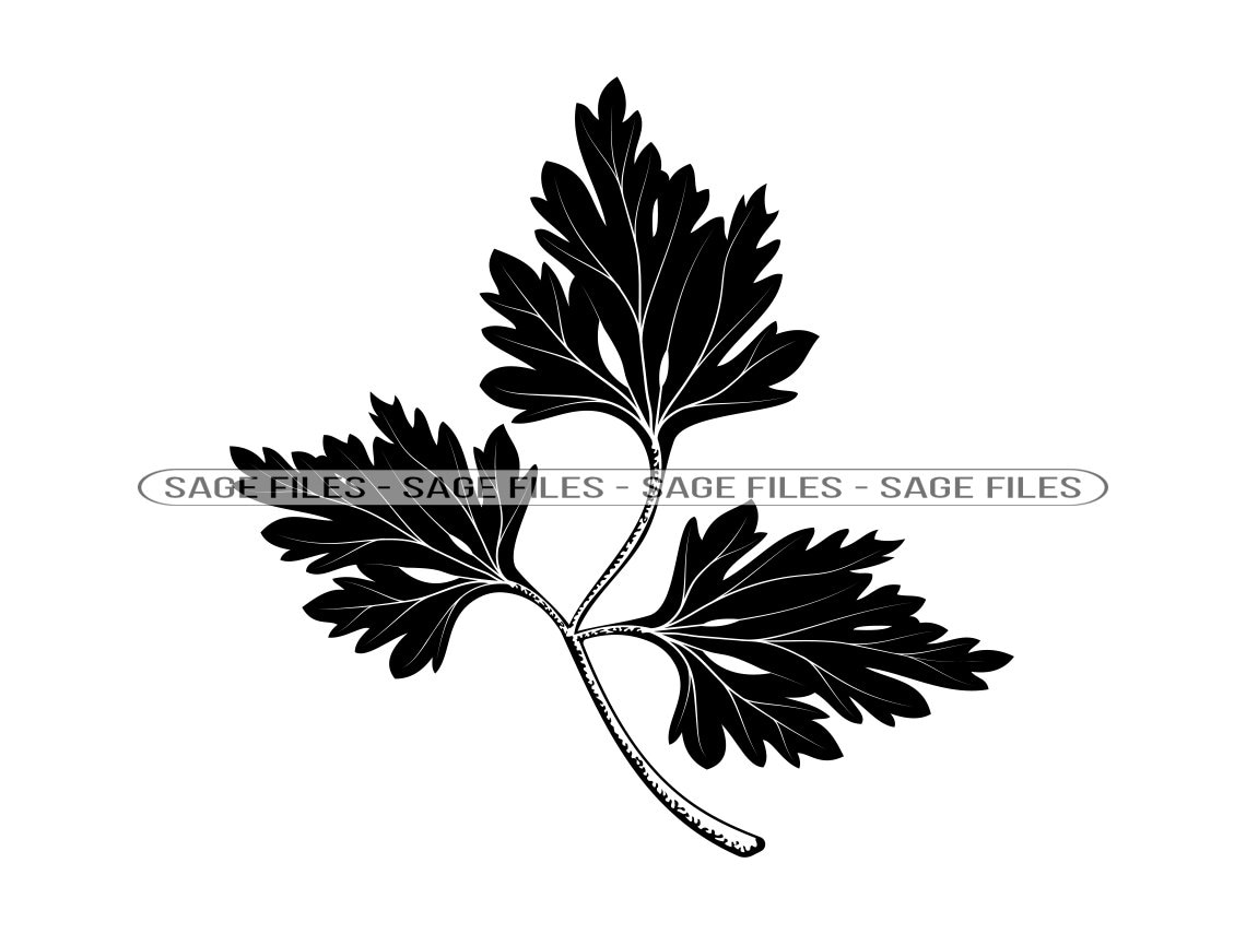 Parsley SVG, Herbs SVG, Parsley Clipart, Parsley Files for Cricut ...