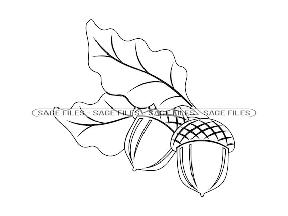 Acorn Outline Clip Art