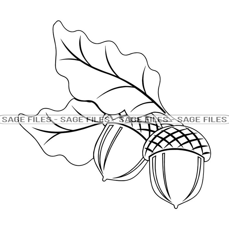 Acorn Clipart - Etsy
