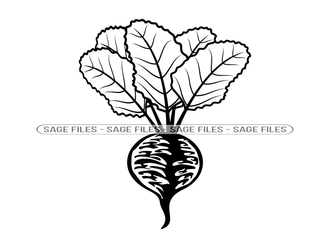 Beetroot 2 SVG, Beetroot SVG, Vegetable Svg, Beetroot Clipart, Beetroot ...