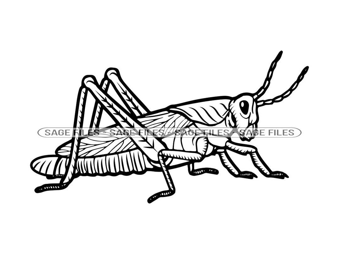Grasshopper SVG, Grasshopper Clipart, Grasshopper Files for Cricut ...