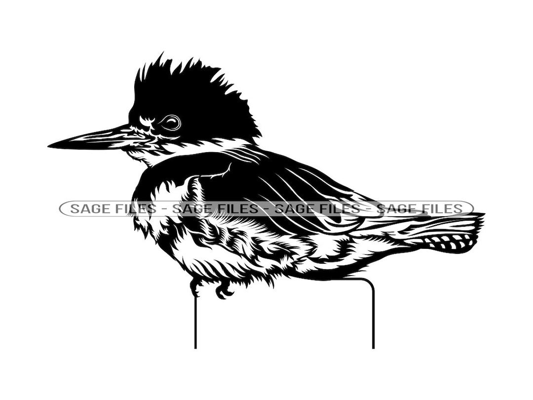 Belted Kingfisher SVG, Kingfisher Svg, Bird Svg, Kingfisher Clipart ...