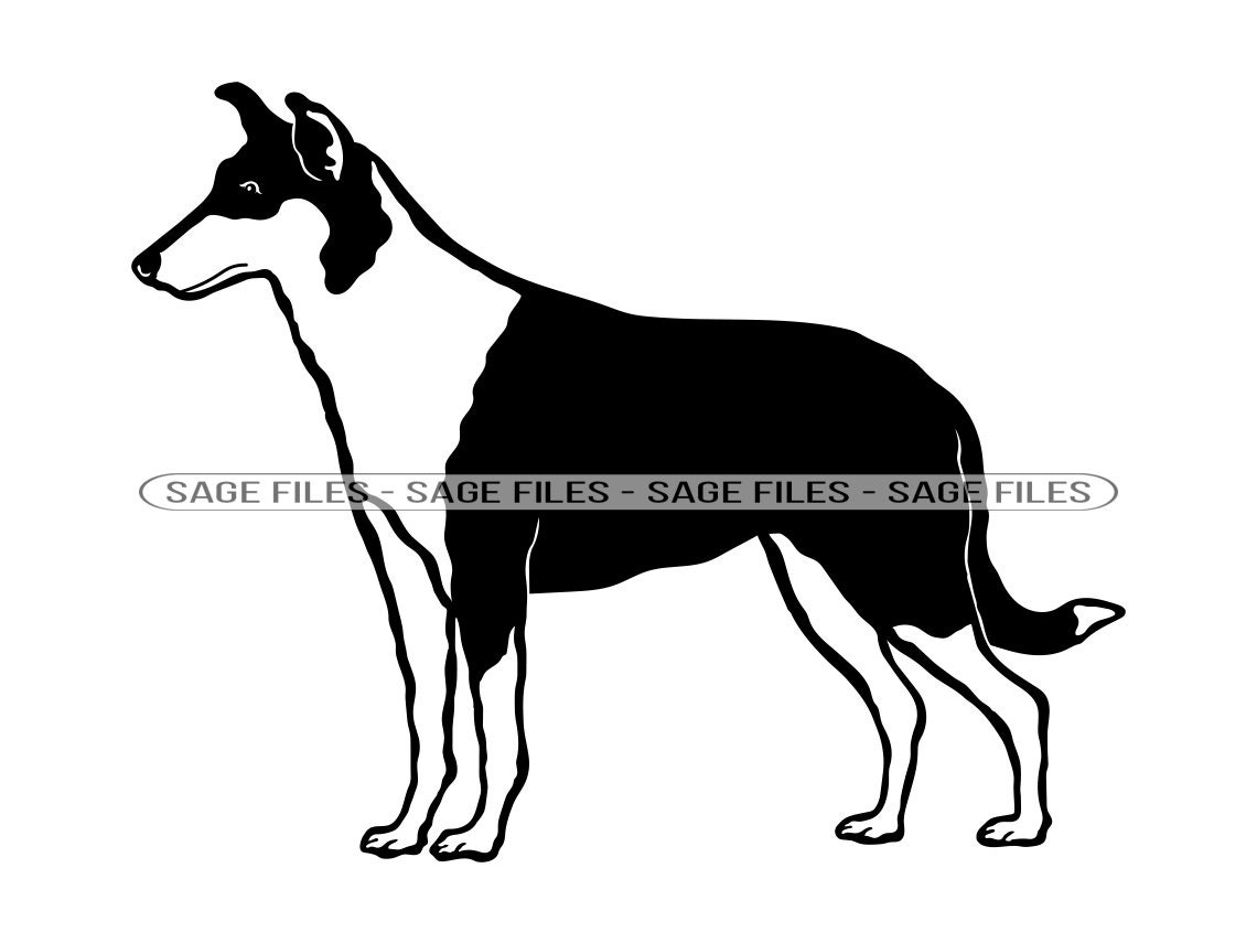 Smooth Collie SVG, Dog Svg, Smooth Collie Clipart, Smooth Collie Files ...