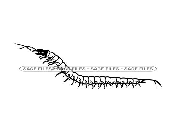 Centipede 6 SVG Centipede SVG Insect Svg Bug Svg - Etsy