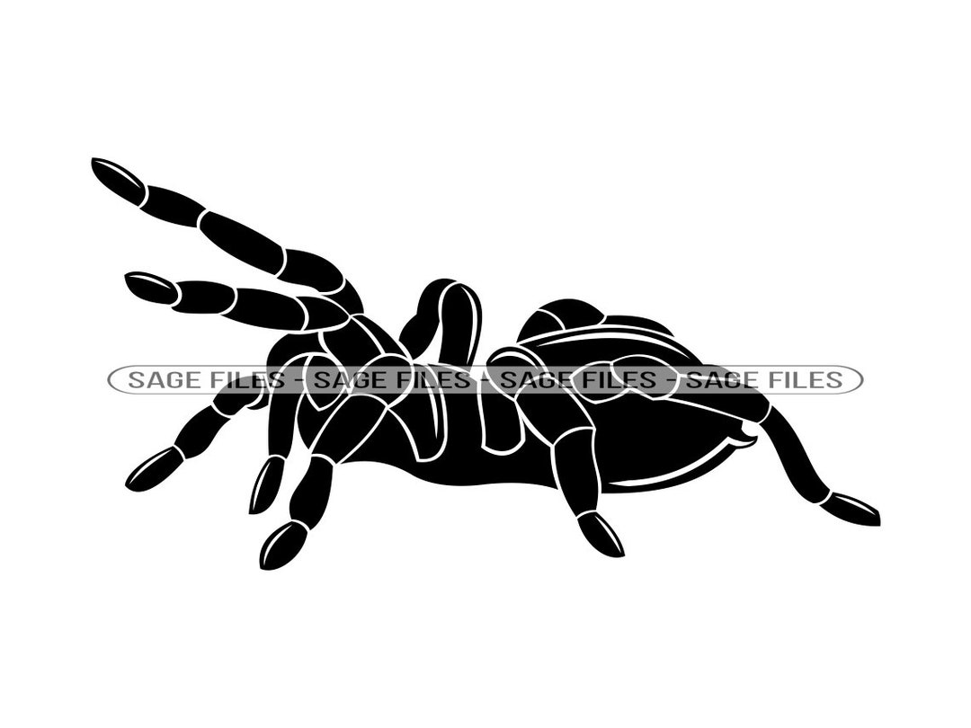 Tarantula #2 SVG, Tarantula SVG, Spider Svg, Tarantula Clipart ...