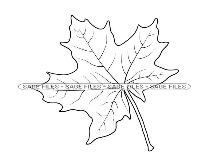 Maple Leaf SVG Autumn Illustration Maple Leaf Clipart Fall Graphic ...