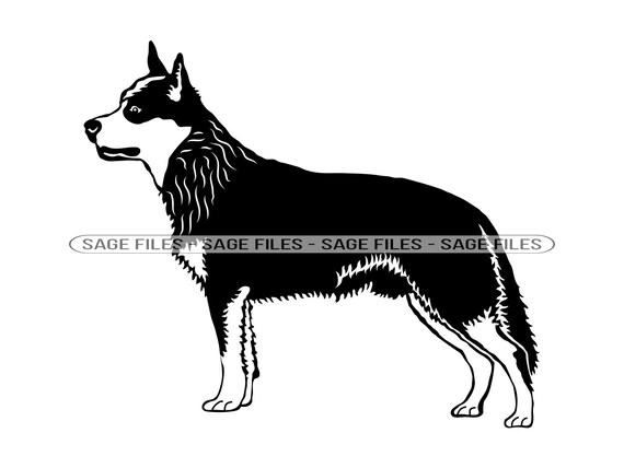 Australian Stumpy Tail Cattle Dog SVG Dog Svg Clipart Files - Etsy