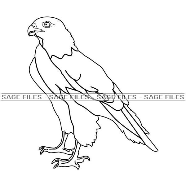 Hawk Outline Svg - Etsy
